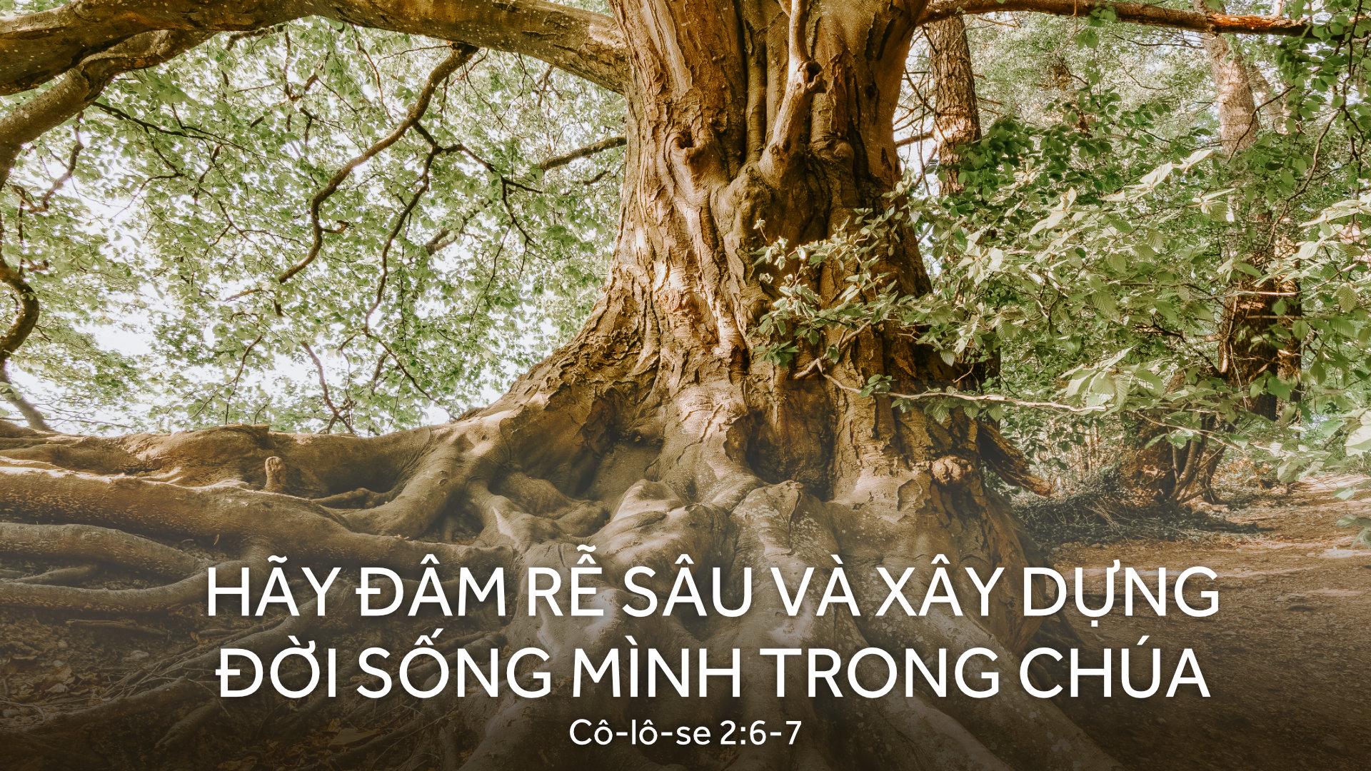 Hãy đâm rễ sâu và xây dựng đời sống mình trong Chúa - Hội thánh Cần Thơ